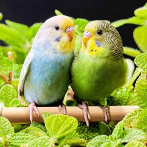 4 PCS Bird Perch Stand Platform Toy, Natural Wood Parrot Perch Stand Stick Play Exercise Gym Bird Cage Accessories Toys for Parrot, Budgies, Parakeet, Cockatiels, Conure, Lovebirds (Style 1)