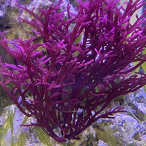 Live Saltwater Plant Red Bush Gracilaria Macro Algae - 1 Inch Frag