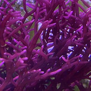 Live Saltwater Plant Red Bush Gracilaria Macro Algae - 1 Inch Frag