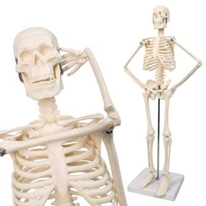 2023 Newest Design Human Skeleton Model for Anatomy,17.7“ High Scientific Anatomy Human Body Model,with Movable Arms and Legs Bones Structures,Whole Spine and Ribs of The Skeleton Model are Integrated