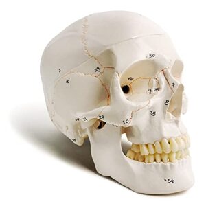 evotech classic numbered human skull model, life size (9" height), medical quality-3 part-w/sutures painted, 54pcs labeled numbered; for medical student; shows most major foramen, fossa, and canals