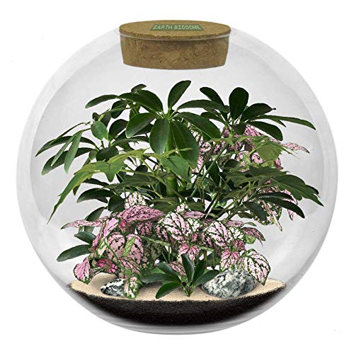 Earth 8-Inch Diameter Glass Biodome | Thick Terrarium Grows Polka Dot Plants, Lush Umbrella Plants and China Dolls