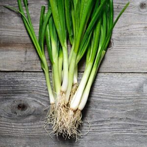 Gaea's Blessing Seeds - Scallion Seeds - Non-GMO Seeds with Easy to Follow Planting Instructions - Bunching Evergreen Hardy White Nebuka 90% Germination Rate 3.5g