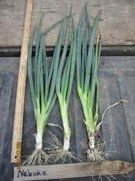 Gaea's Blessing Seeds - Scallion Seeds - Non-GMO Seeds with Easy to Follow Planting Instructions - Bunching Evergreen Hardy White Nebuka 90% Germination Rate 3.5g