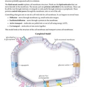 NewPath Learning Cell Membranes 3-D Model Making Kit, Set/5 Full-Color, Paper Model Templates & Teacher Guide (24-7711)