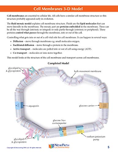 NewPath Learning Cell Membranes 3-D Model Making Kit, Set/5 Full-Color, Paper Model Templates & Teacher Guide (24-7711)