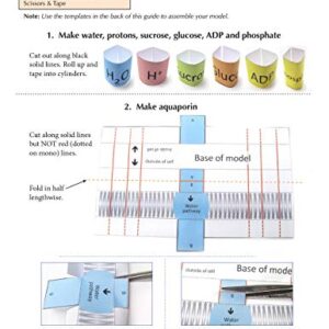 NewPath Learning Cell Membranes 3-D Model Making Kit, Set/5 Full-Color, Paper Model Templates & Teacher Guide (24-7711)