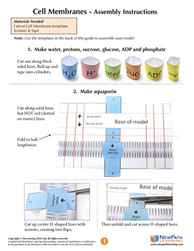 NewPath Learning Cell Membranes 3-D Model Making Kit, Set/5 Full-Color, Paper Model Templates & Teacher Guide (24-7711)