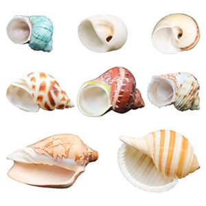 hermit crab shells/turbo shells/8pcs assorted turbo shells/hermit crab house for décor/seashell opening size 0.79"-2.36"-handpicked turbo growth seashell natural sea conch hermit crab supplies (8pcs)