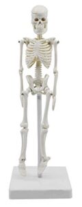 miniature human skeleton model, 8" tall - with mount & stand - anatomical model, articulated, flexible joints - eisco labs