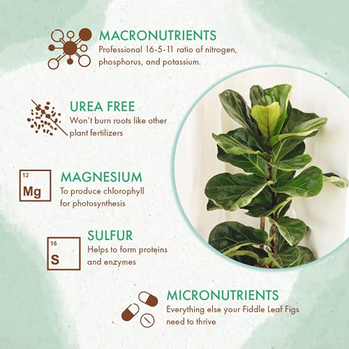 Fiddle Leaf Fig Tree Plant Food - Slow Release Fertilizer Pellets for Potted Figs - Steady Nutrients to Grow Healthy Indoor and Outdoor Ficus Plants (5 oz)