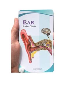 blue tree publishing ear anatomy pocket charts