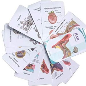 Blue Tree Publishing Ear Anatomy Pocket Charts