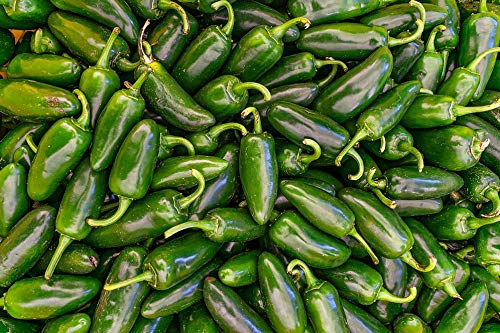 25+ Early Jalapeno Pepper Seeds, Heirloom, Country Creek LLC, Non-GMO, Spicy & Delicious