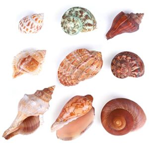 ppclion 9 kinds 9pcs natural hermit crab shells turbo sea conch shell for décor, size 1"-3.5" opening 0.4"-1"