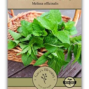 Gaea's Blessing Seeds - Lemon Balm Seeds - Non-GMO Seeds with Easy to Follow Planting Instructions - 92% Germination Rate Melissa Officinalis