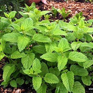 Gaea's Blessing Seeds - Lemon Balm Seeds - Non-GMO Seeds with Easy to Follow Planting Instructions - 92% Germination Rate Melissa Officinalis