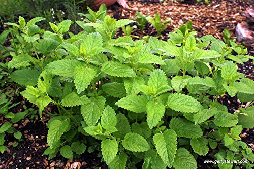 Gaea's Blessing Seeds - Lemon Balm Seeds - Non-GMO Seeds with Easy to Follow Planting Instructions - 92% Germination Rate Melissa Officinalis