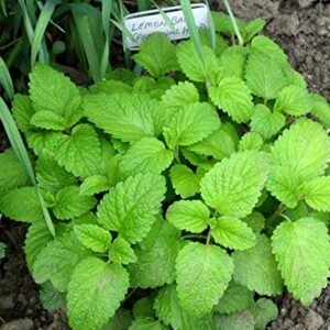 Gaea's Blessing Seeds - Lemon Balm Seeds - Non-GMO Seeds with Easy to Follow Planting Instructions - 92% Germination Rate Melissa Officinalis