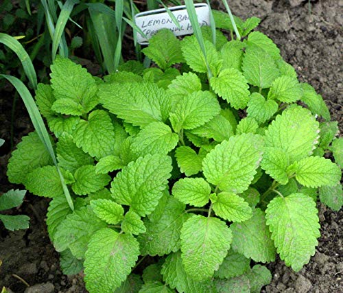 Gaea's Blessing Seeds - Lemon Balm Seeds - Non-GMO Seeds with Easy to Follow Planting Instructions - 92% Germination Rate Melissa Officinalis