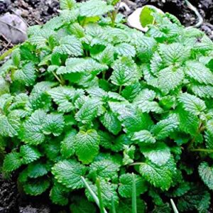 Gaea's Blessing Seeds - Lemon Balm Seeds - Non-GMO Seeds with Easy to Follow Planting Instructions - 92% Germination Rate Melissa Officinalis