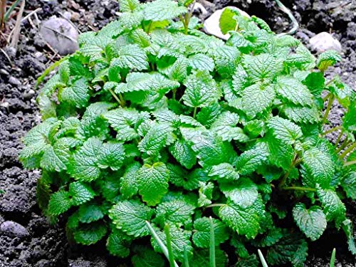 Gaea's Blessing Seeds - Lemon Balm Seeds - Non-GMO Seeds with Easy to Follow Planting Instructions - 92% Germination Rate Melissa Officinalis