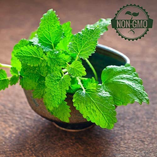 Gaea's Blessing Seeds - Lemon Balm Seeds - Non-GMO Seeds with Easy to Follow Planting Instructions - 92% Germination Rate Melissa Officinalis