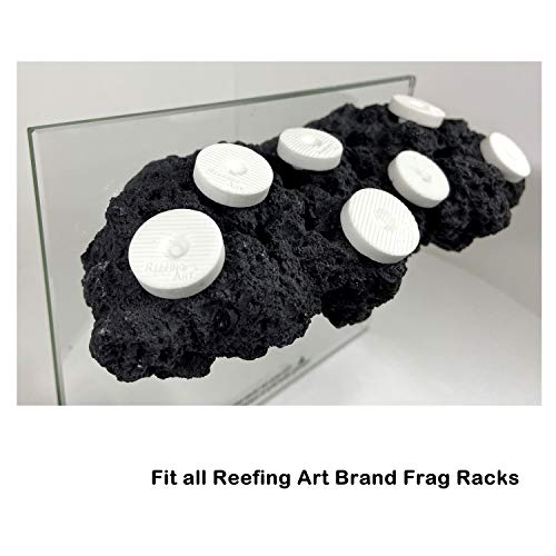 Reefing Art Ceramic Coral Frag Plugs 100 Pack Free Aquarium Glue for SPS LPS Tile (100 Plugs)