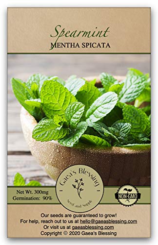 Gaea's Blessing Seeds - Mint Seeds - Non-GMO Seeds with Easy to Follow Planting Instructions - Spearmint - 90% Germination Rate