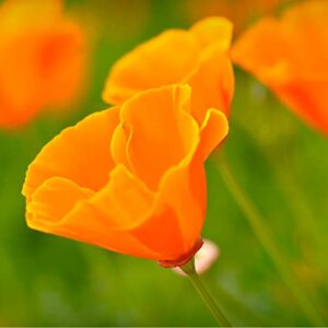 california poppy seeds - over 20,000 premium native wildflower seeds - (eschscholtzia californica) california state flower