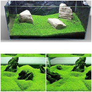 Wpmlady 4 Pack Aquarium Small Leaf Grass