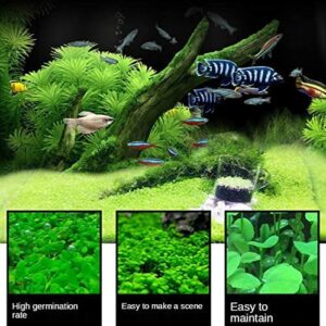 Wpmlady 4 Pack Aquarium Small Leaf Grass