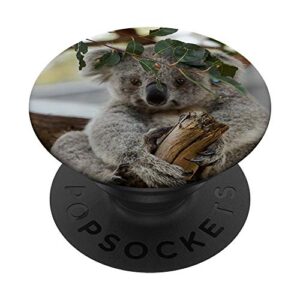 koala bear popsockets swappable popgrip