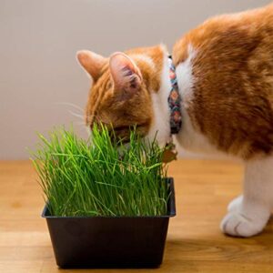 Certified Organic Cat Grass Seeds by Handy Pantry - Non-GMO Wheatgrass Seeds for Cats, Dogs, Rabbits, Pets - Wheat Grass Hairball Remedy for Cats - Hard Red Wheat for Your Home Cat Grass Kit (12 oz.)