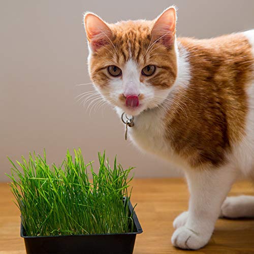 Certified Organic Cat Grass Seeds by Handy Pantry - Non-GMO Wheatgrass Seeds for Cats, Dogs, Rabbits, Pets - Wheat Grass Hairball Remedy for Cats - Hard Red Wheat for Your Home Cat Grass Kit (12 oz.)