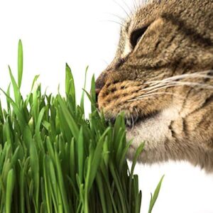 Certified Organic Cat Grass Seeds by Handy Pantry - Non-GMO Wheatgrass Seeds for Cats, Dogs, Rabbits, Pets - Wheat Grass Hairball Remedy for Cats - Hard Red Wheat for Your Home Cat Grass Kit (12 oz.)