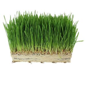 Certified Organic Cat Grass Seeds by Handy Pantry - Non-GMO Wheatgrass Seeds for Cats, Dogs, Rabbits, Pets - Wheat Grass Hairball Remedy for Cats - Hard Red Wheat for Your Home Cat Grass Kit (12 oz.)