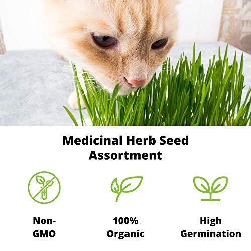 Certified Organic Cat Grass Seeds by Handy Pantry - Non-GMO Wheatgrass Seeds for Cats, Dogs, Rabbits, Pets - Wheat Grass Hairball Remedy for Cats - Hard Red Wheat for Your Home Cat Grass Kit (12 oz.)