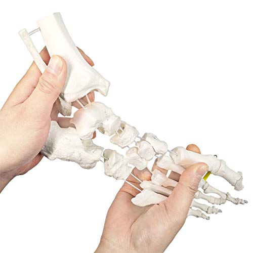 Foot Skeleton Model On Elastic, W/Tibia-Fibula Stump Strung Elastic Bungee , Natural Cast for Accurate Representation Study Kinematics Podiatrist Orthotisit Physiotherapist