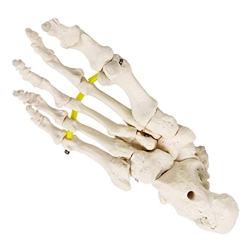 Foot Skeleton Model On Elastic, W/Tibia-Fibula Stump Strung Elastic Bungee , Natural Cast for Accurate Representation Study Kinematics Podiatrist Orthotisit Physiotherapist