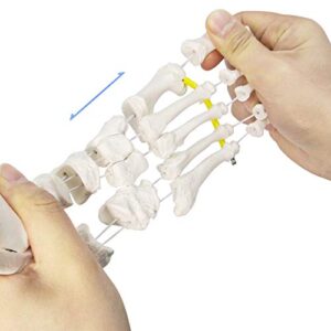 Foot Skeleton Model On Elastic, W/Tibia-Fibula Stump Strung Elastic Bungee , Natural Cast for Accurate Representation Study Kinematics Podiatrist Orthotisit Physiotherapist