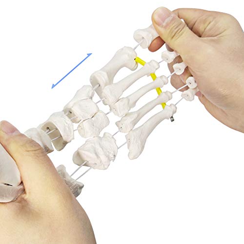 Foot Skeleton Model On Elastic, W/Tibia-Fibula Stump Strung Elastic Bungee , Natural Cast for Accurate Representation Study Kinematics Podiatrist Orthotisit Physiotherapist