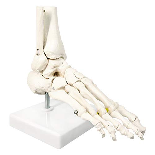 Foot Skeleton Model On Elastic, W/Tibia-Fibula Stump Strung Elastic Bungee , Natural Cast for Accurate Representation Study Kinematics Podiatrist Orthotisit Physiotherapist