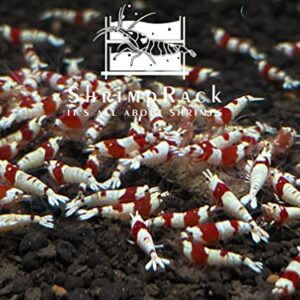 ShrimpRack 10 Crystal Red Shrimp CRS Grade S-SSS Live Freshwater Aquarium Shrimps 1/4 to 1/2 inch Long.