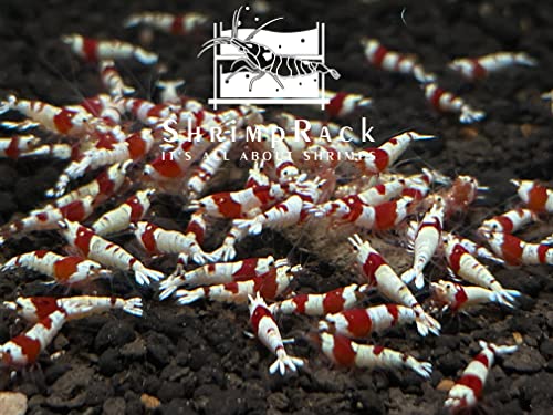 ShrimpRack 10 Crystal Red Shrimp CRS Grade S-SSS Live Freshwater Aquarium Shrimps 1/4 to 1/2 inch Long.