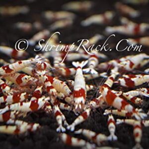 ShrimpRack 10 Crystal Red Shrimp CRS Grade S-SSS Live Freshwater Aquarium Shrimps 1/4 to 1/2 inch Long.