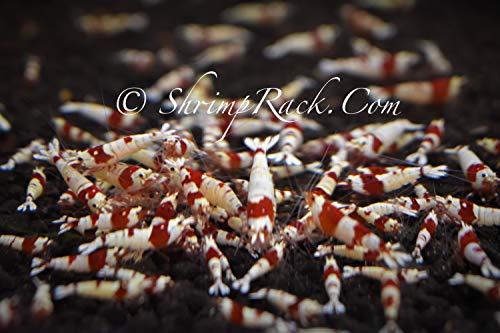 ShrimpRack 10 Crystal Red Shrimp CRS Grade S-SSS Live Freshwater Aquarium Shrimps 1/4 to 1/2 inch Long.