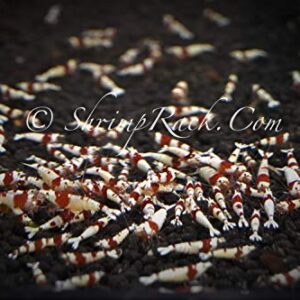 ShrimpRack 10 Crystal Red Shrimp CRS Grade S-SSS Live Freshwater Aquarium Shrimps 1/4 to 1/2 inch Long.