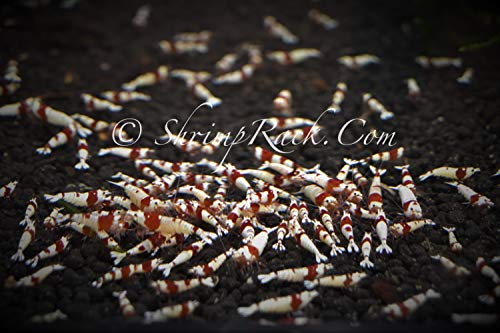 ShrimpRack 10 Crystal Red Shrimp CRS Grade S-SSS Live Freshwater Aquarium Shrimps 1/4 to 1/2 inch Long.