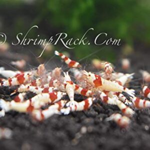 ShrimpRack 10 Crystal Red Shrimp CRS Grade S-SSS Live Freshwater Aquarium Shrimps 1/4 to 1/2 inch Long.